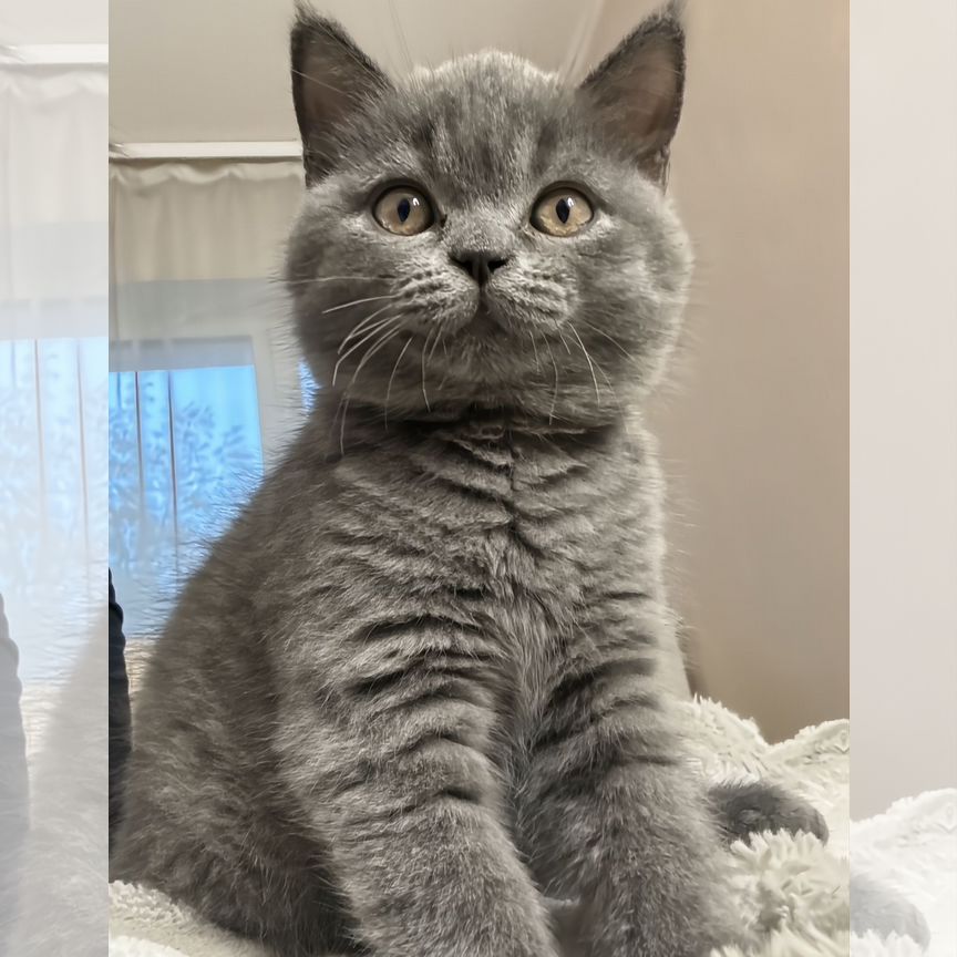 Британские котята
