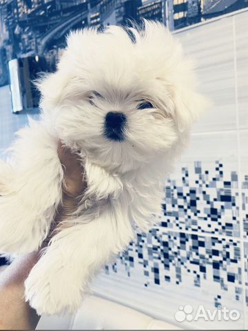 Носик - курносик мини малыш мальтезе 3 мес