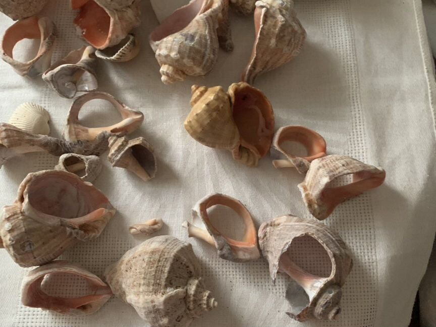Аквариумные ракушки decor