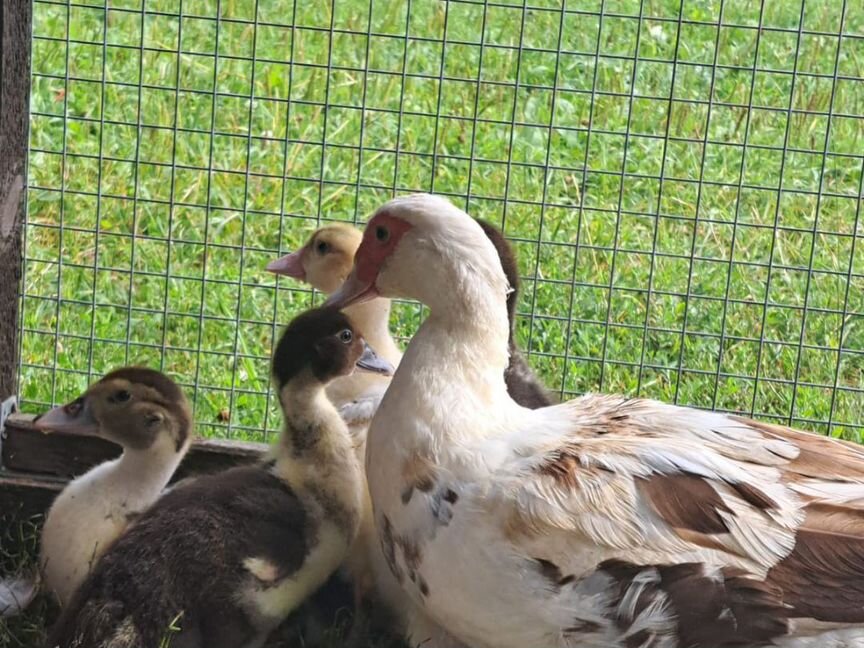 Мускусные утки, утята высиженные мамкой