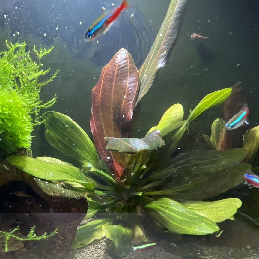 Аквариумное растение