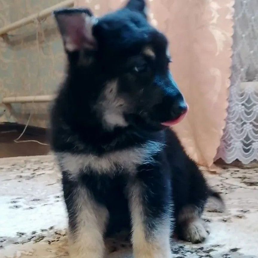 Восточноевропейская овчарка, щенок