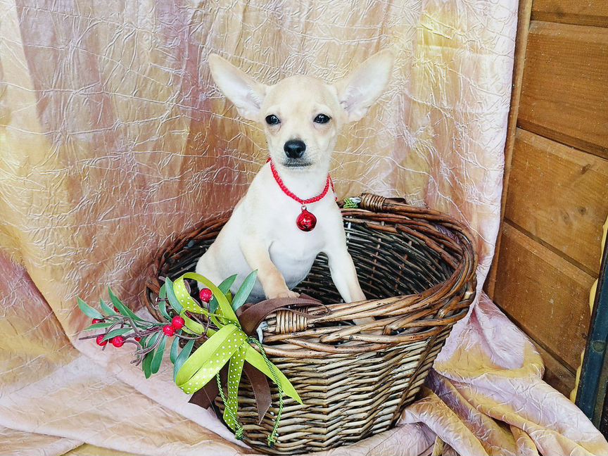 Мини той-терьер