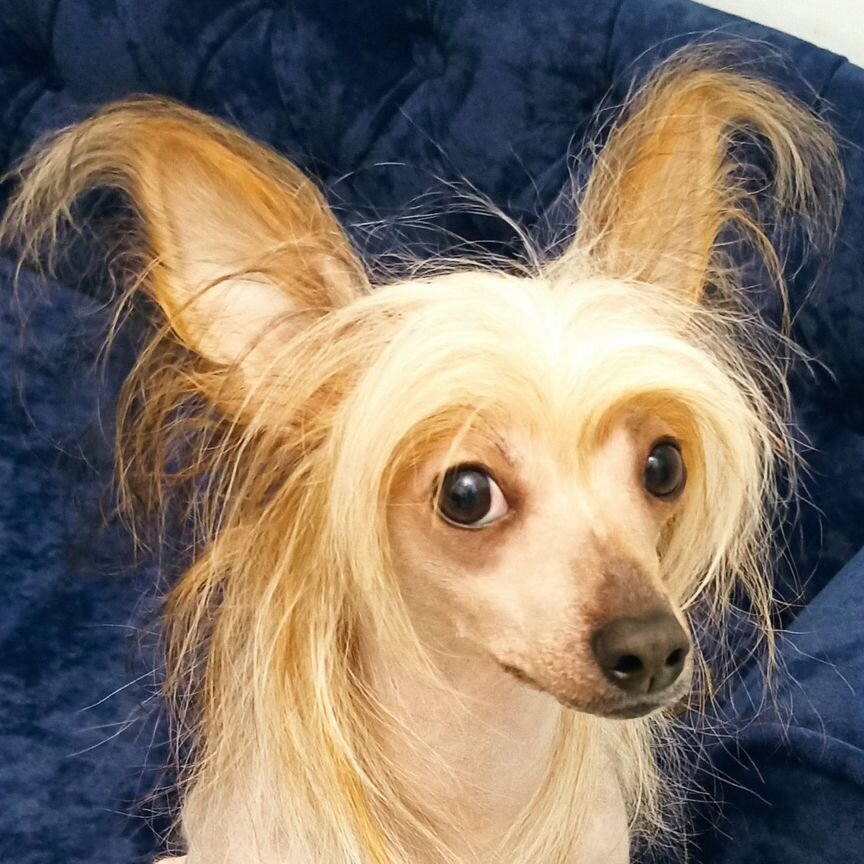 Китайская хохлатая, вязка