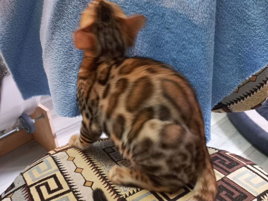 Чистокровные бенгальские котята из питомника Фэнси