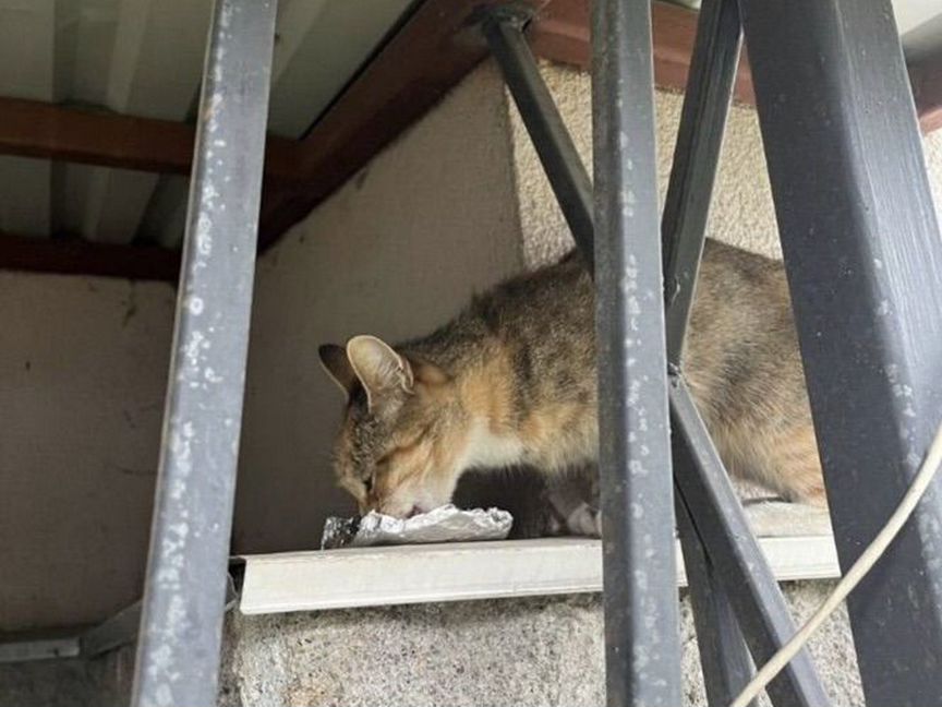 Бросили кошку