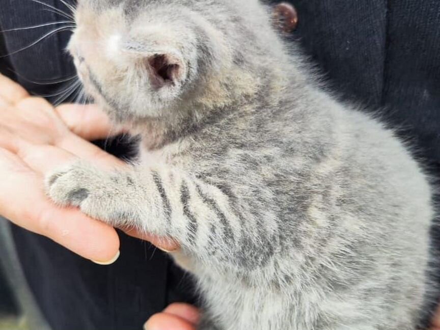 Котики бесплатно.У часовни Ксении блаженной