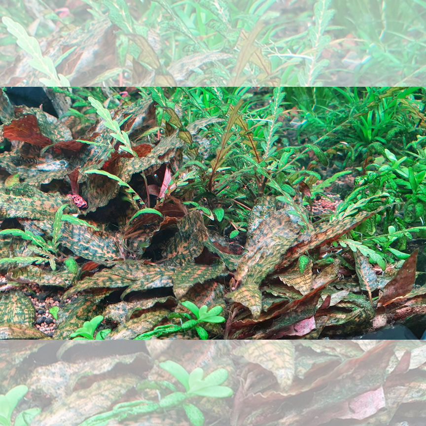 Криптокорина нури