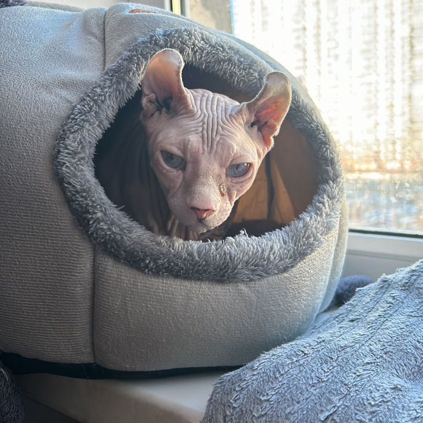 Сфинкс в любящие руки