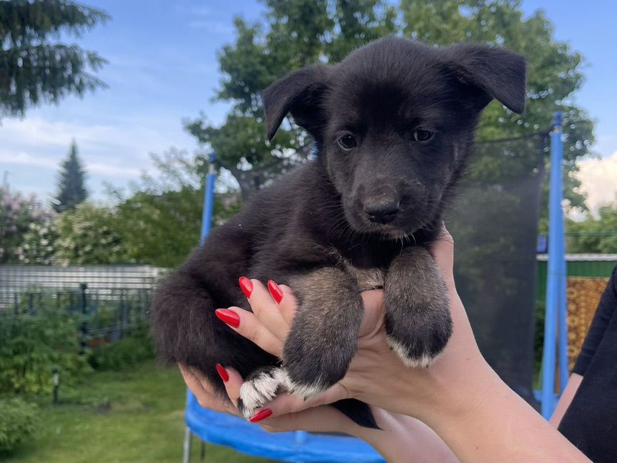 Собака в добрые руки