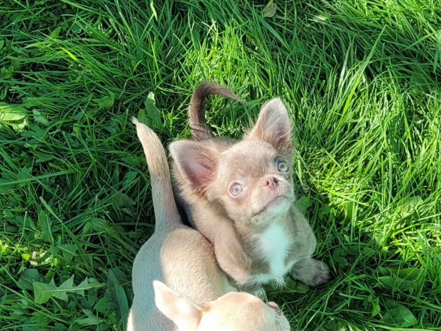 Красивые кукольные девочки чихуахуа