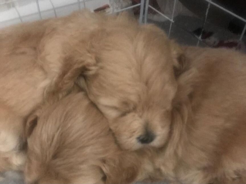 Щенки мальтипу девочки