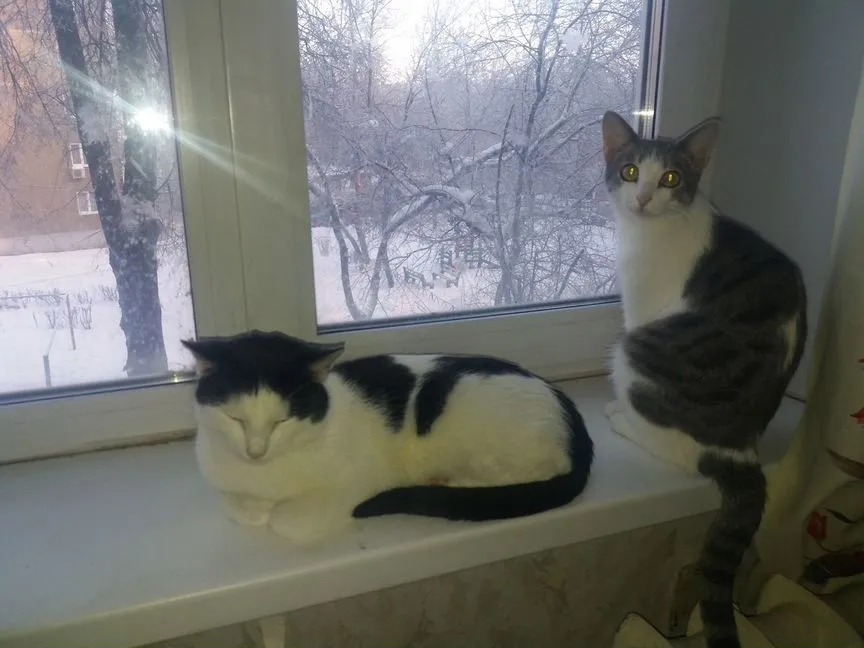 Кот и кошка,возраст 1год 9 мес,в добрые руки
