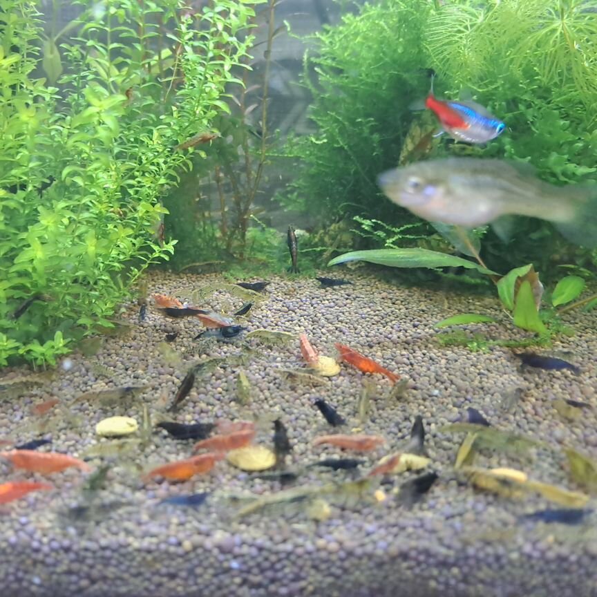 Бррнь Аквариумные креветки