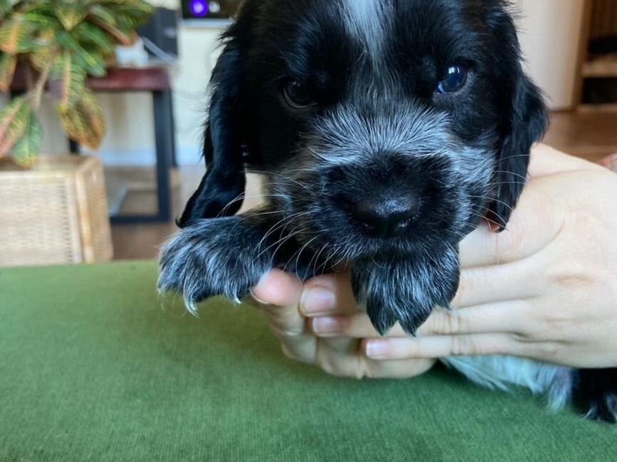 Русский спаниель девочки