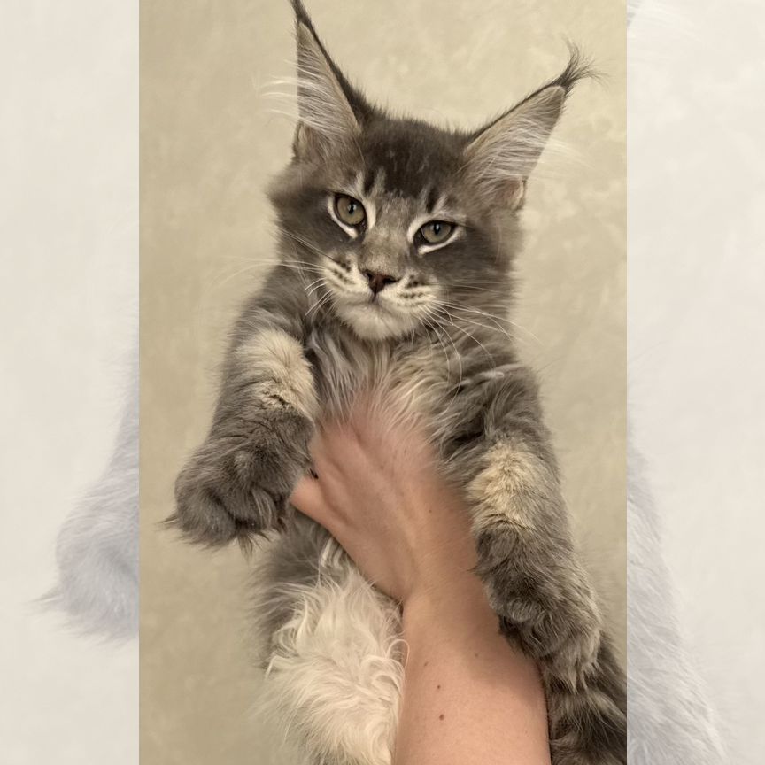 Мейн-кун котёнок