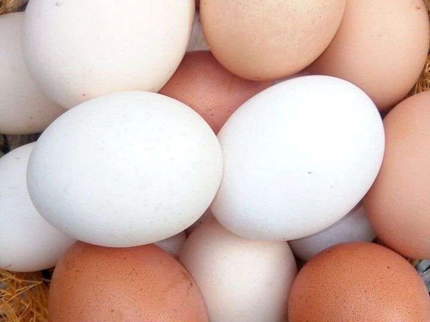 Инкубационное яйцо