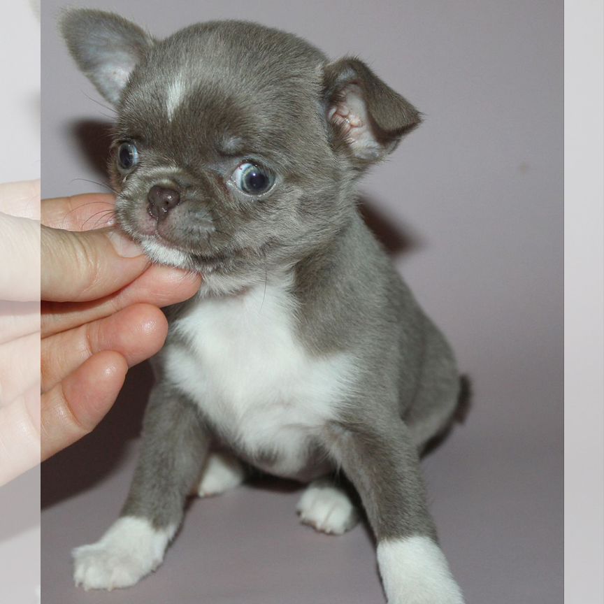 Чихуахуа, щенок