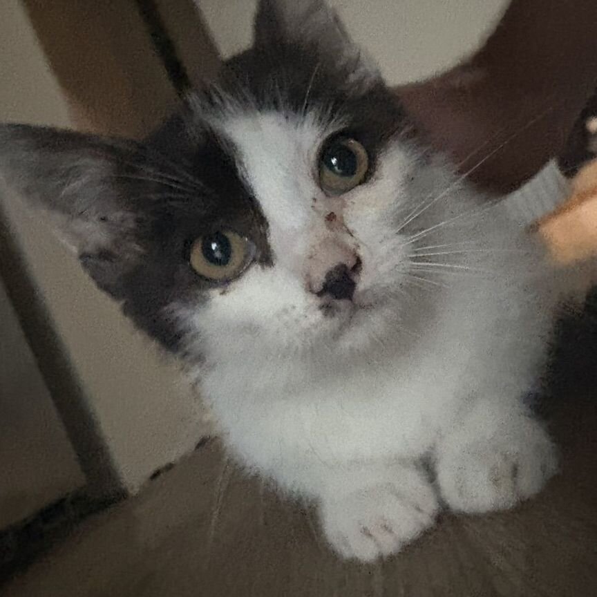 Котята отдам бесплатно