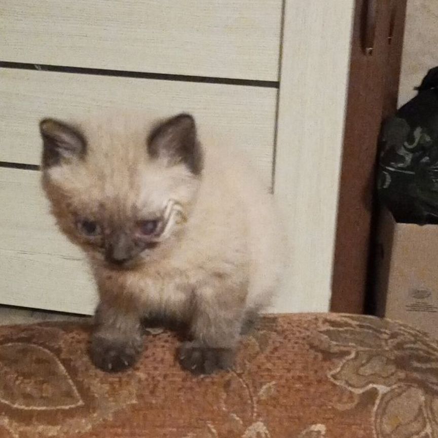 Невский маскарадный котенок