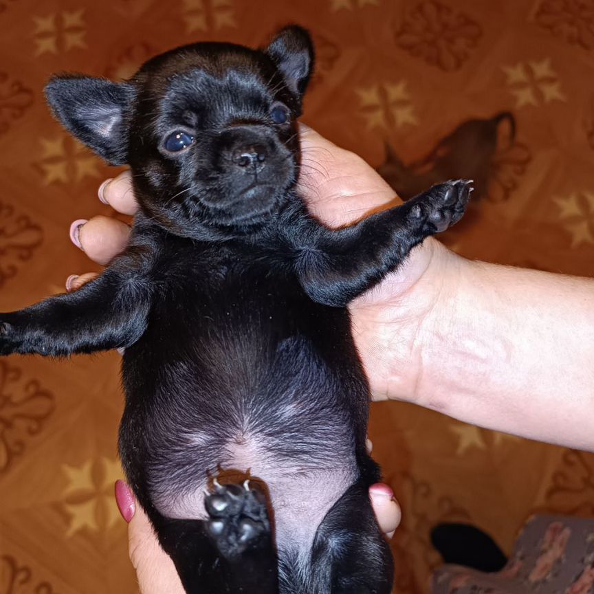 Щенки чихуахуа