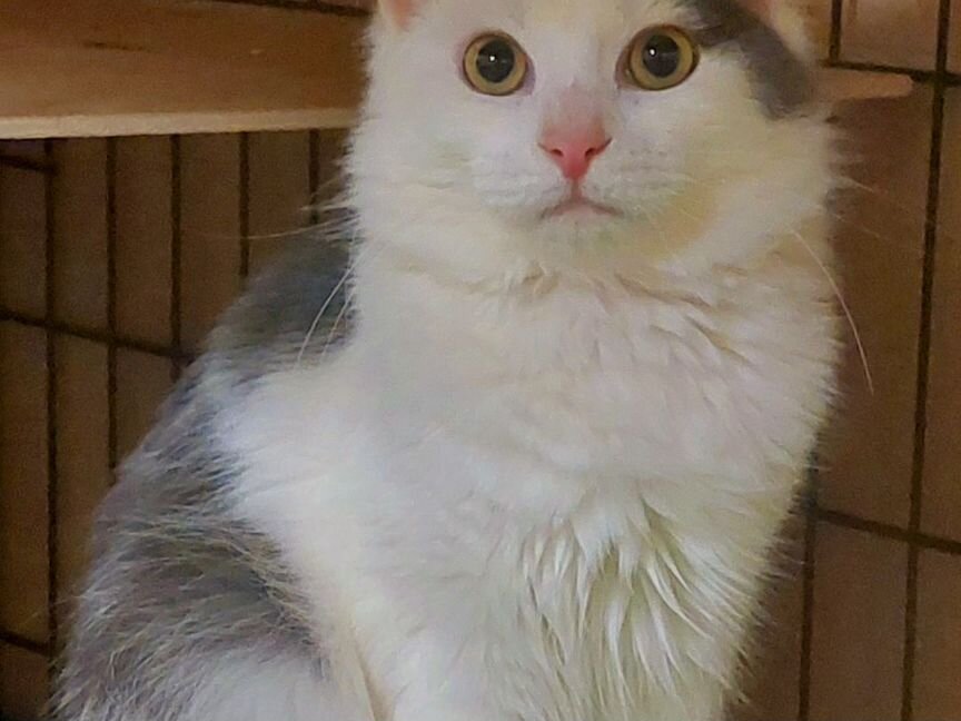 Котик-подросток в добрые руки