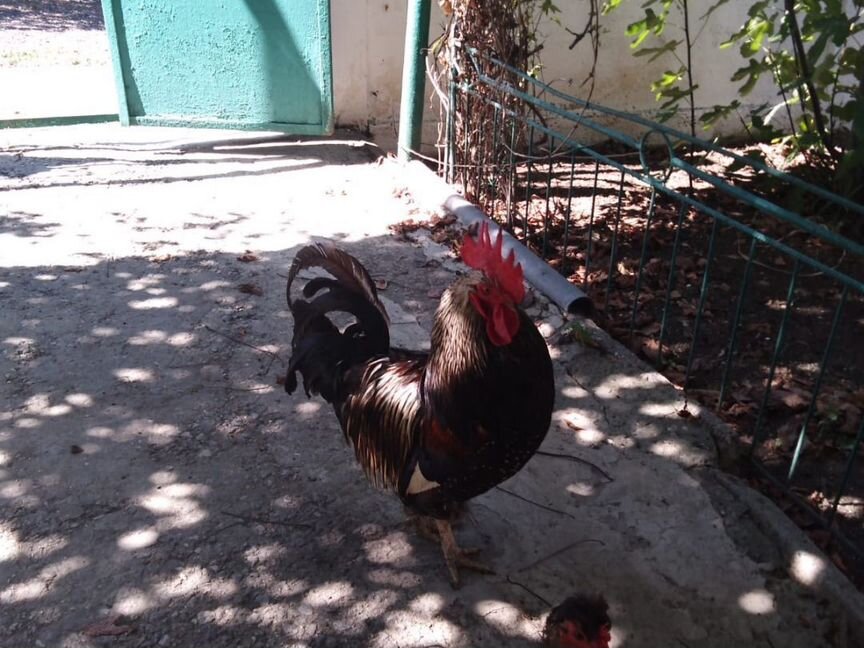 Куры петухи карликовые