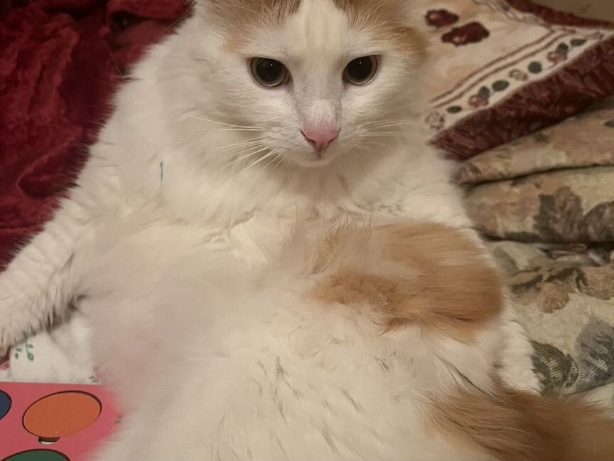 Кошка волшебная