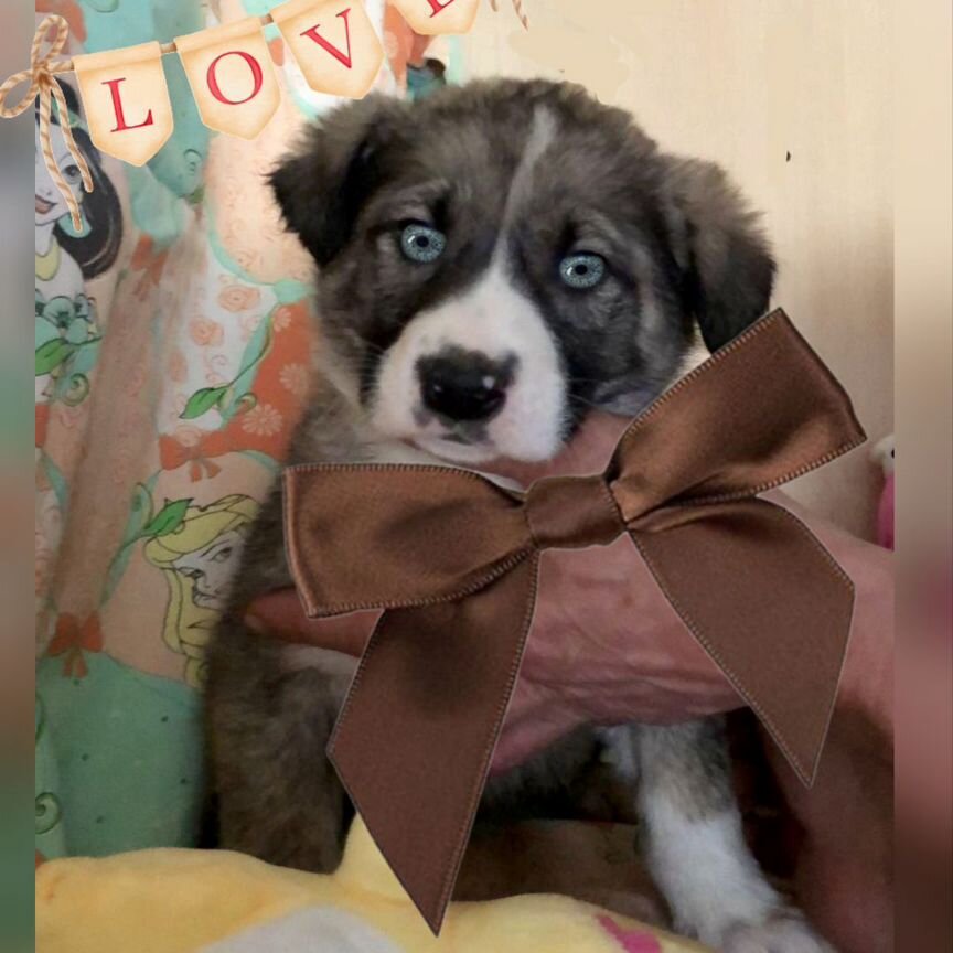 Щенок из приюта мальчик в добрые руки