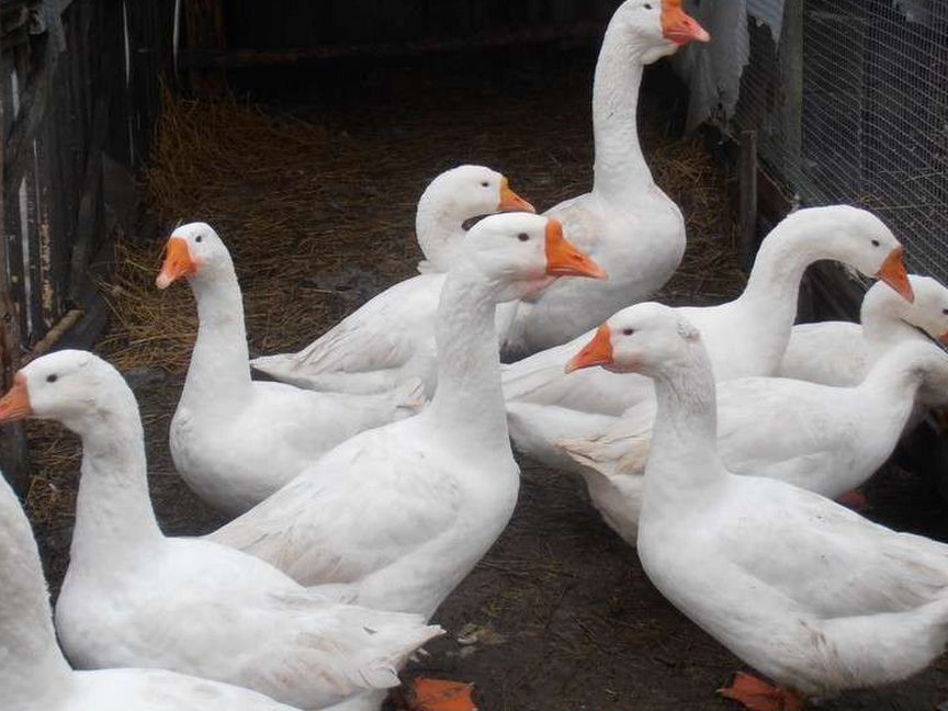 Пух гусиный и утиный