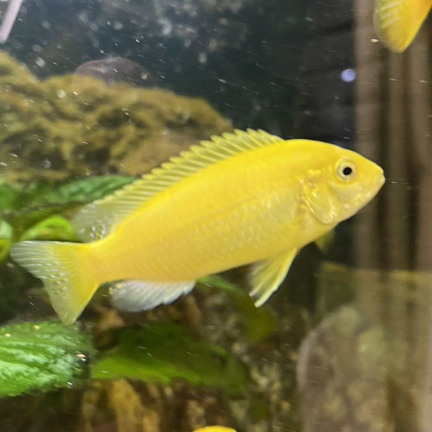 Рыбки Еллоу