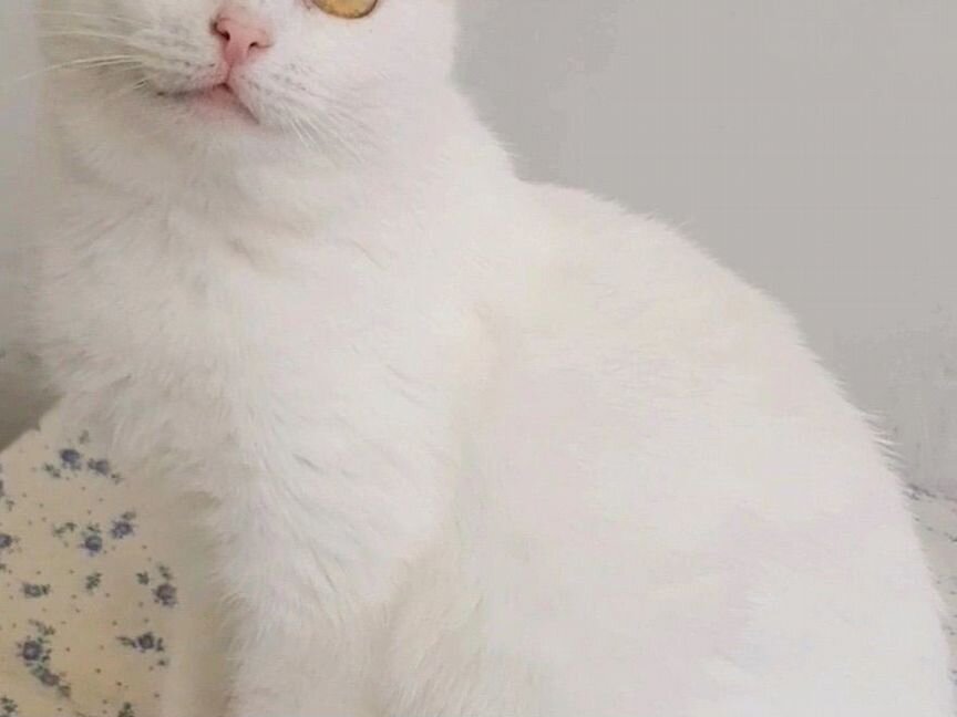 Снежка