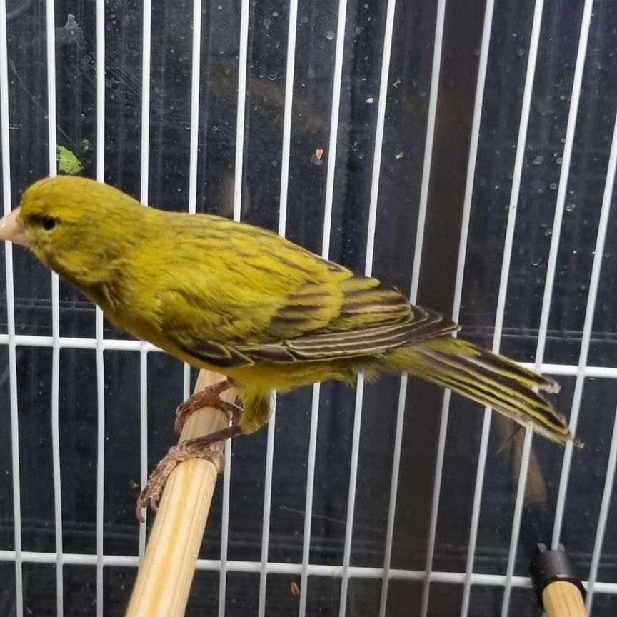 Кенара и канарейка