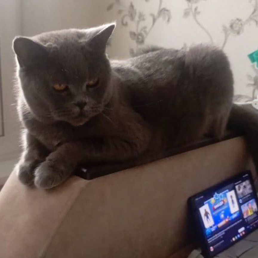 Кошка