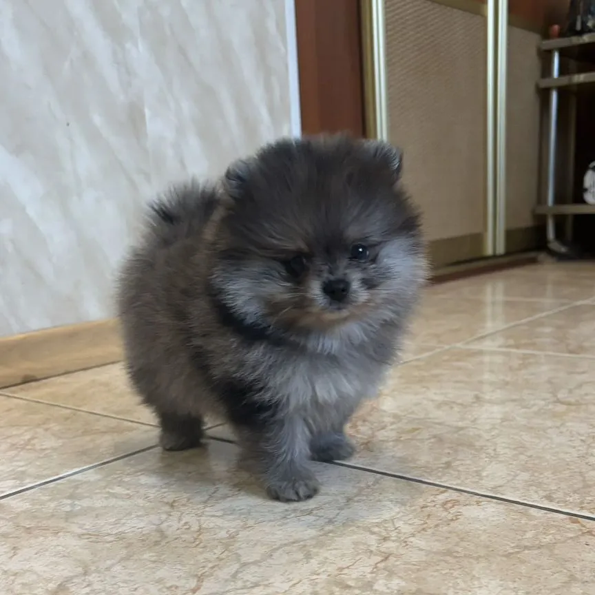 Померанский шпиц девочка, окрас мерле
