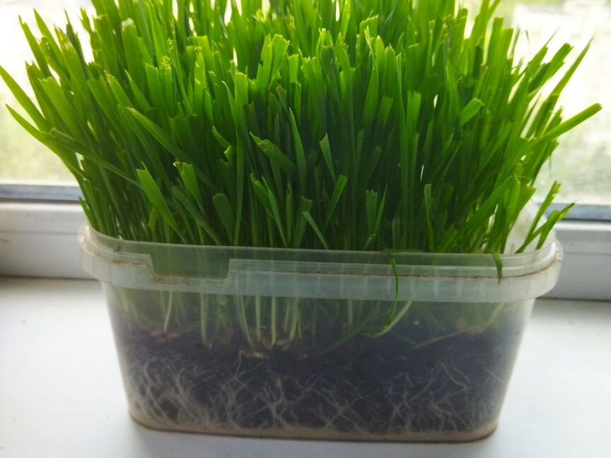 Ячмень для пушистиков