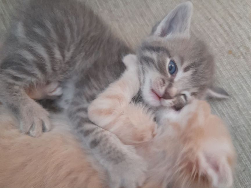 Котята в добрые руки бесплатно мальчики