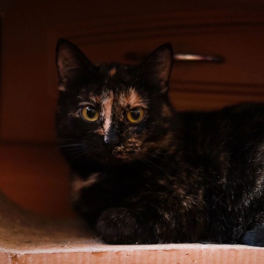 Кошка Марта из приюта