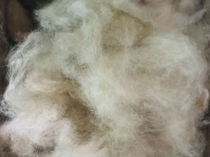 Шерсть пух шпица