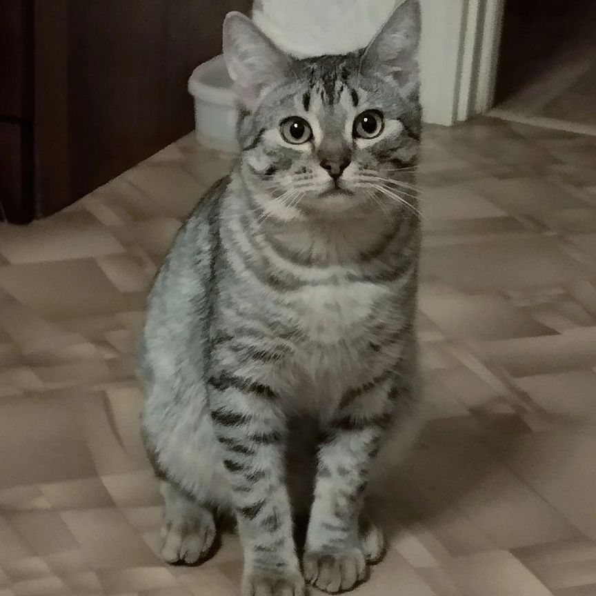 Красивый котик