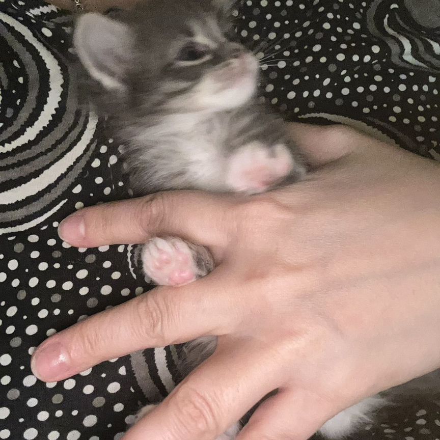 Котята в добрые руки бесплатно