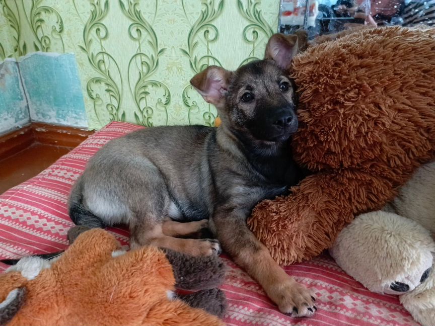 Щенок из приюта