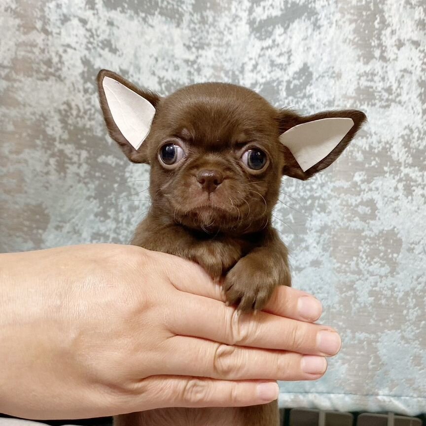 Щенки чихуахуа