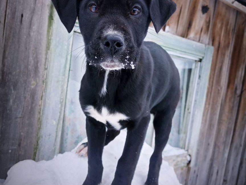 Собака от помеси амстаффа щенок