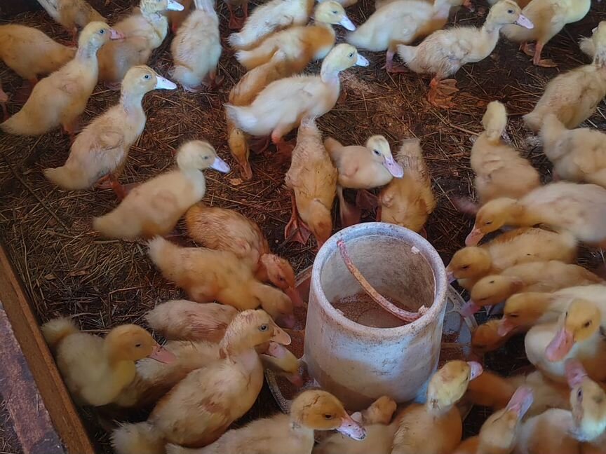 Утята ск 6 16 суток