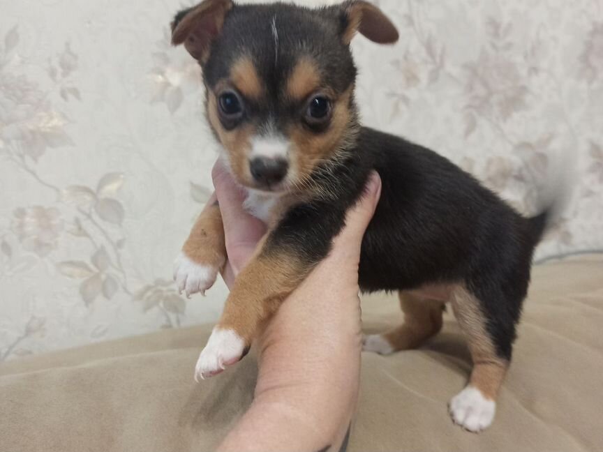 Дочки Чипа почти чишки