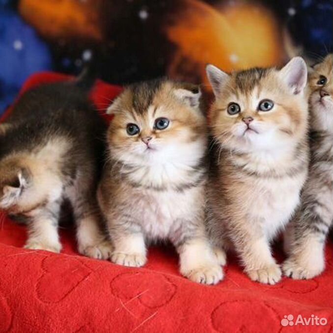 Шотландские котята редкого окраса