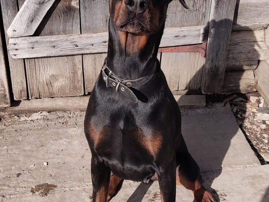 Собака доберман