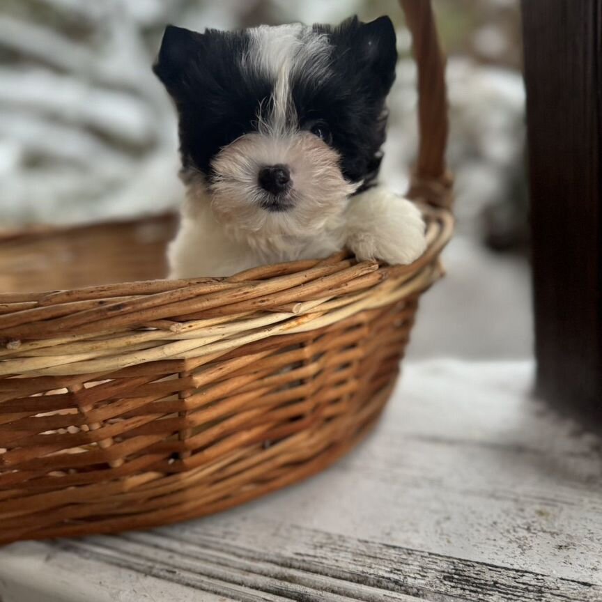 Маылшка супер мини бивер