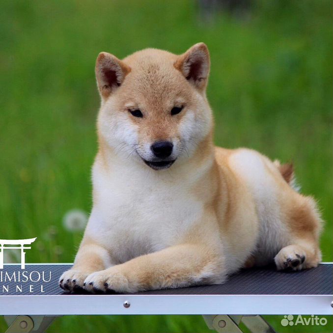 Яркий красавец сиба ину